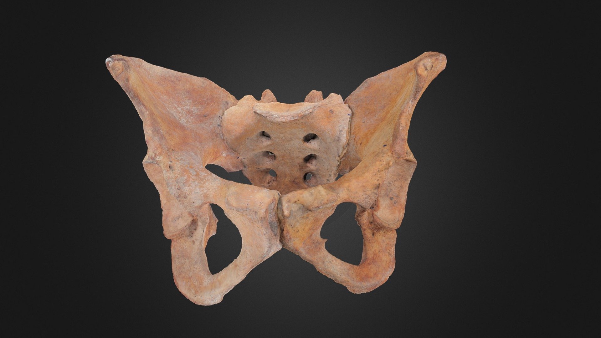 Skeleton 01 (Part 3: Pelvis bones) - 3D model by Igor V. Denisov ...