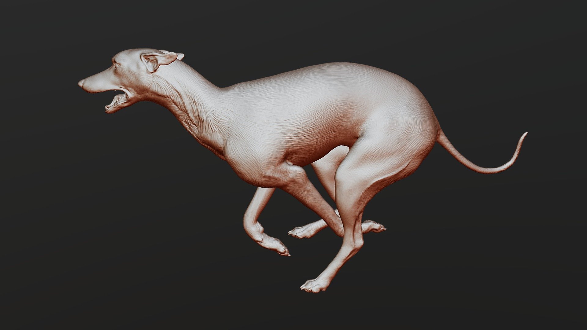 Miles (Whippet) Running Pose - Buy Royalty Free 3D model by ...