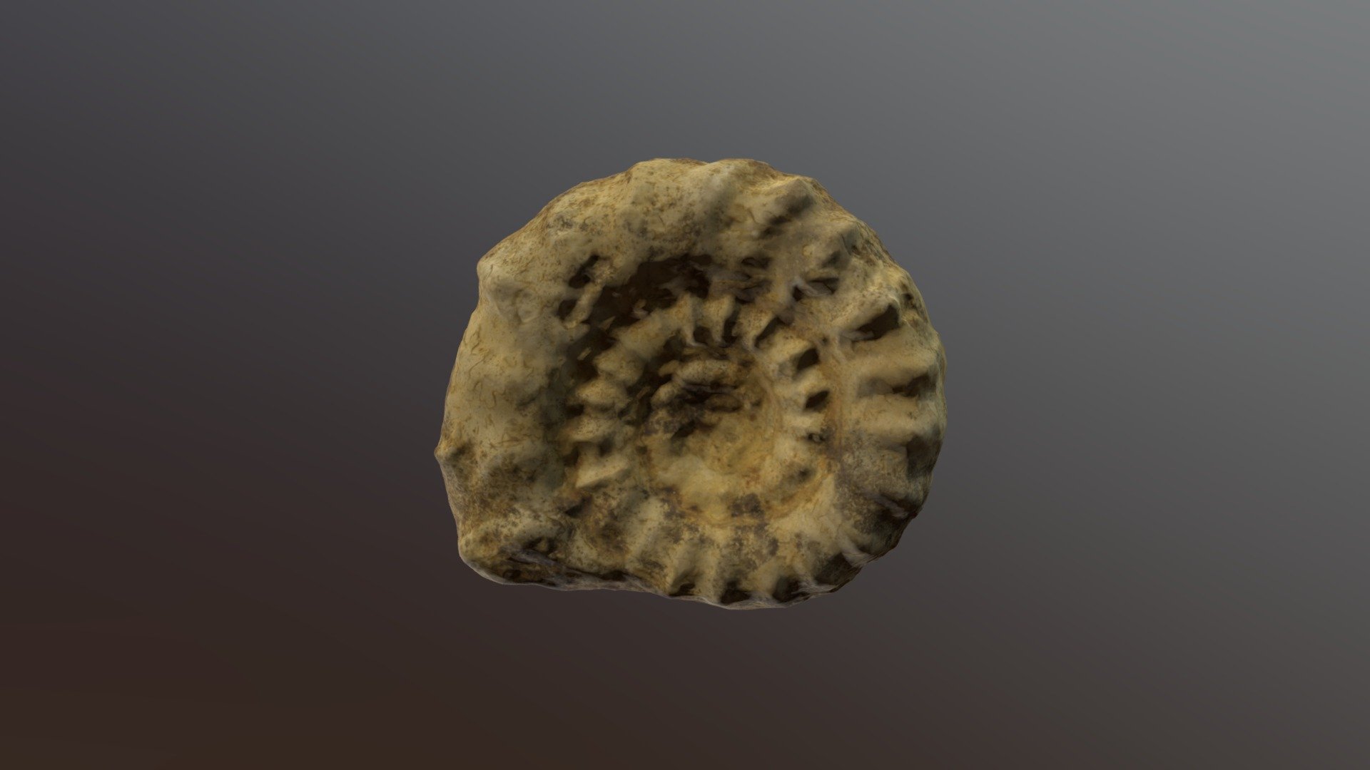 Promicroceras planicosta - Buy Royalty Free 3D model by Shellie Luallin ...