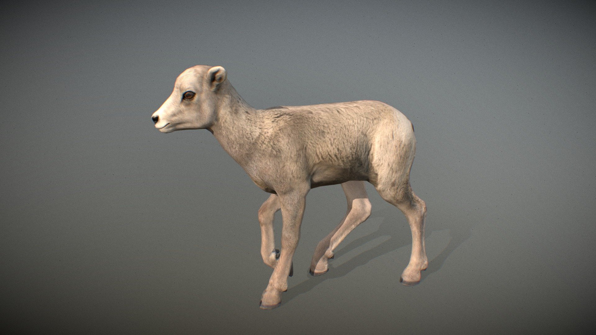 Animalia - Bighorn Sheep (young) - 3D model by GiM (@GamesInMotion ...