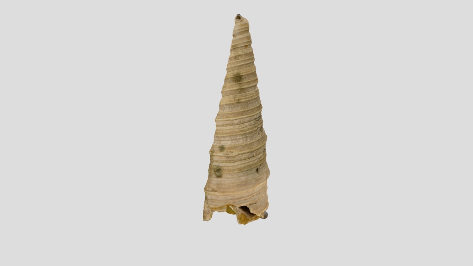 Fossil Sample - 3D model by jonathan.davidson [adff3c9] - Sketchfab