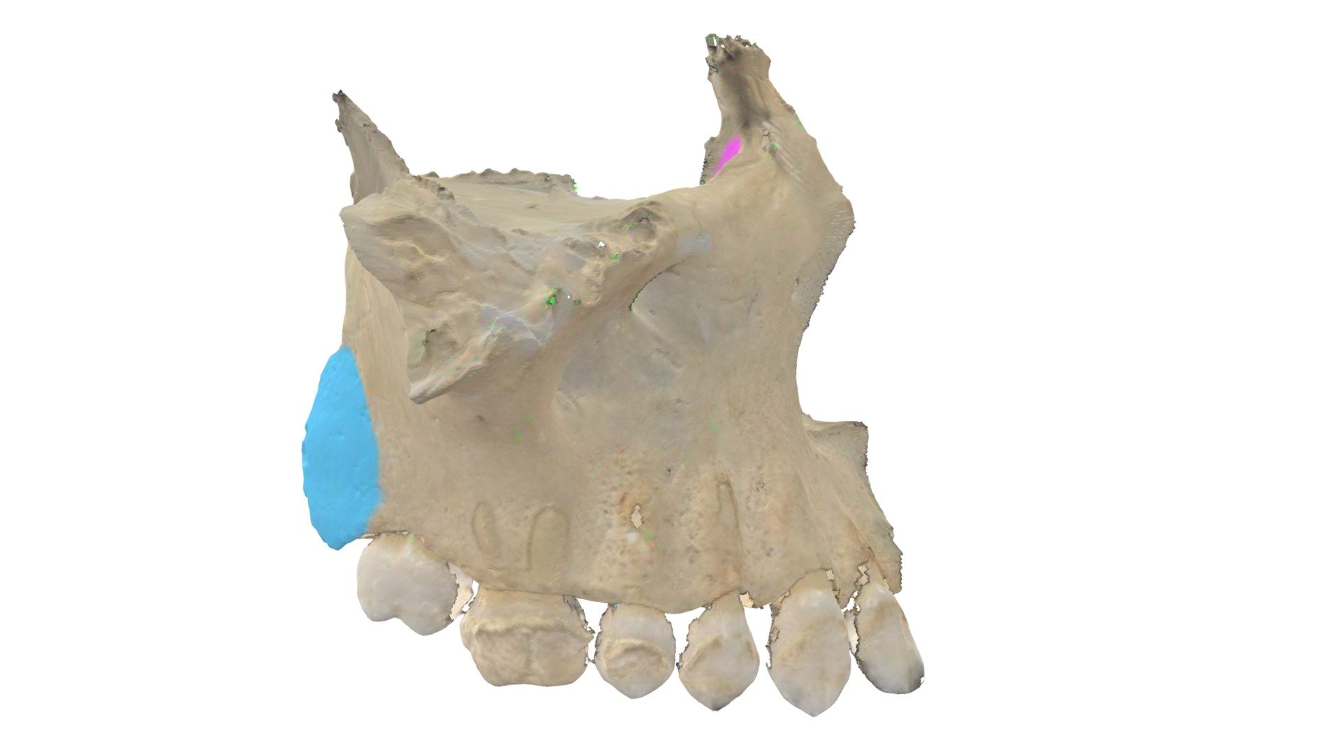 os maxilla-corpus maxillae - 3D model by Universiteit Antwerpen ...