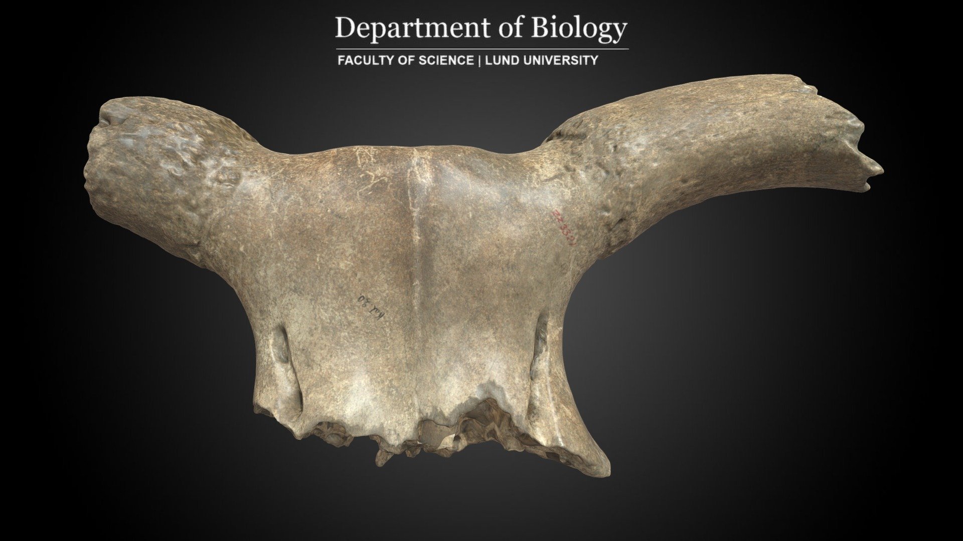 Cranium of Aurochs (Bos primigenius) - 3D model by 3D Lab - Department ...