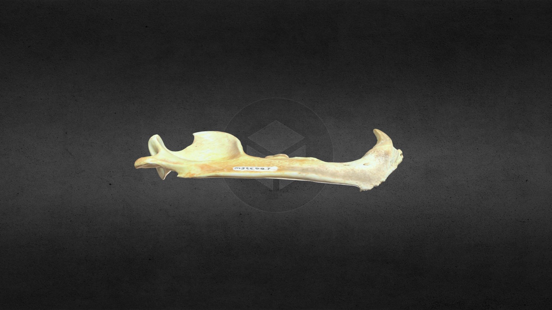 MSCC 007 U Americanus Right Mandible Mesh - Download Free 3D model by ...