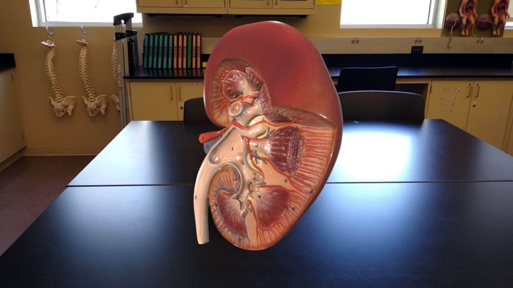 Urinary-system 3D models - Sketchfab