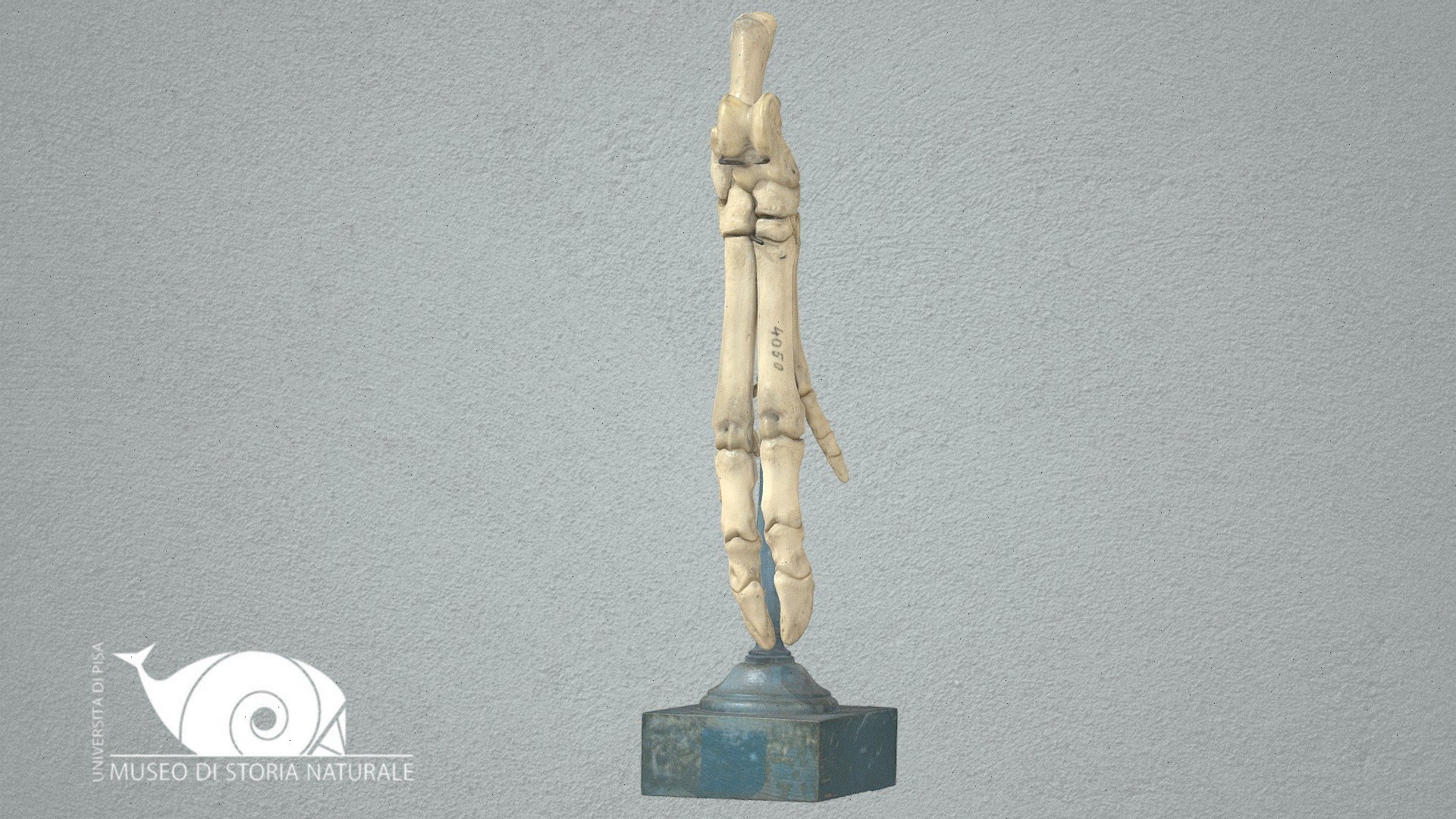 Wild boar (right hind limb) - 3D model by Natural History Museum ...