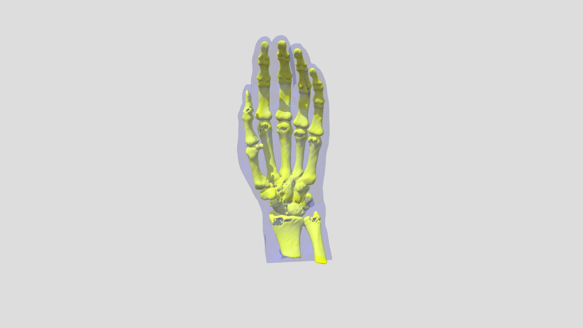 Manus - 3D model by kucharm [ae381e8] - Sketchfab