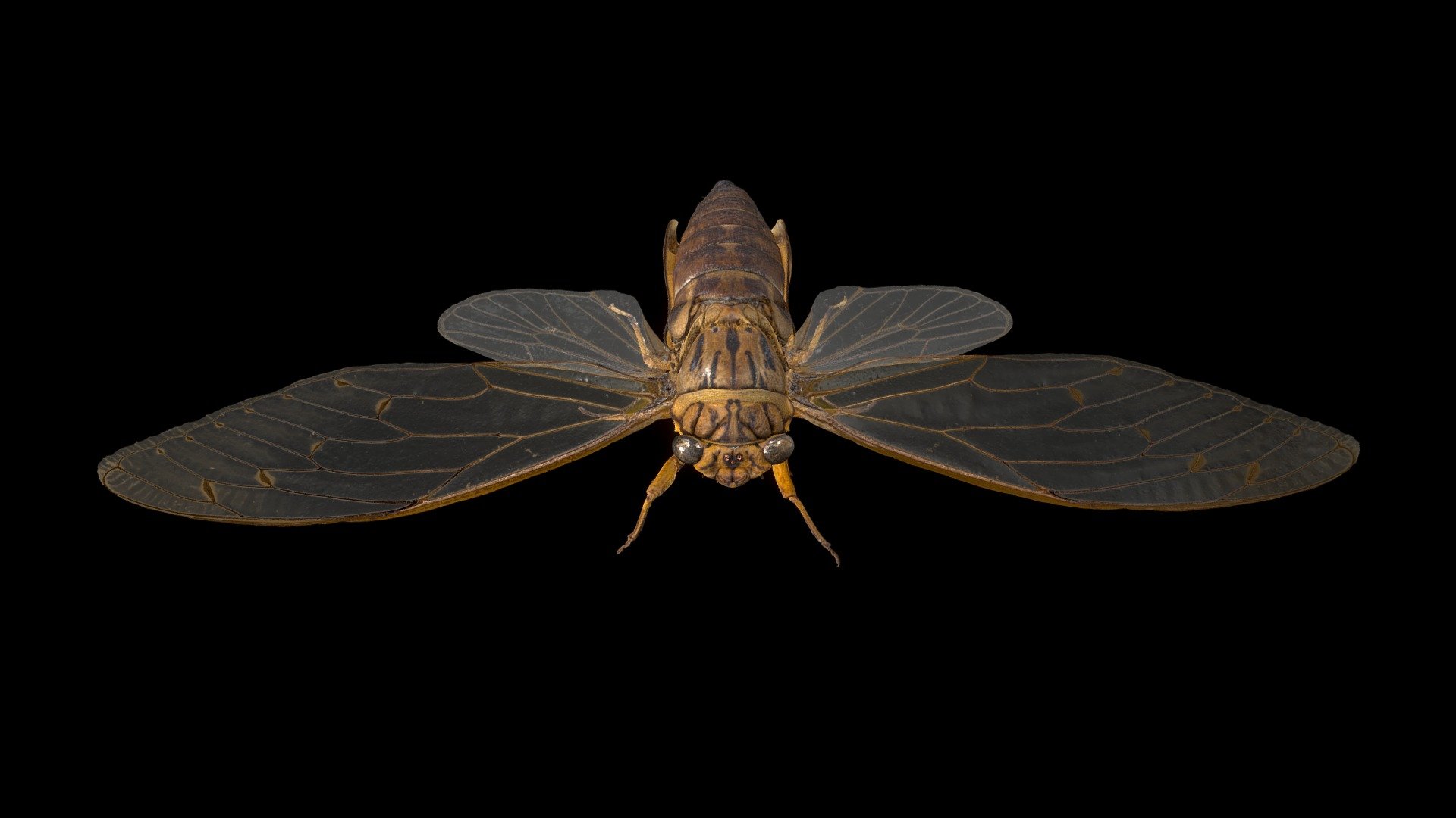 Macroscan - Cicada (Cicadoidea) - 3D model by macroscans [ae3ae46 ...