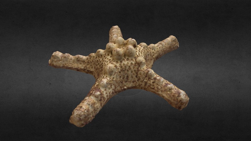 Starfish - 3D model by hase3 [ae423a5] - Sketchfab