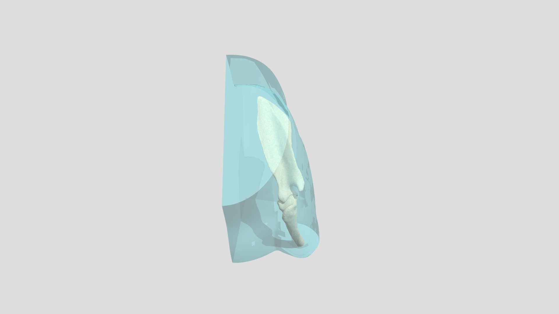 Canine Anatomy Scapula And Shoulder Joint - 3D model by AUmedart ...
