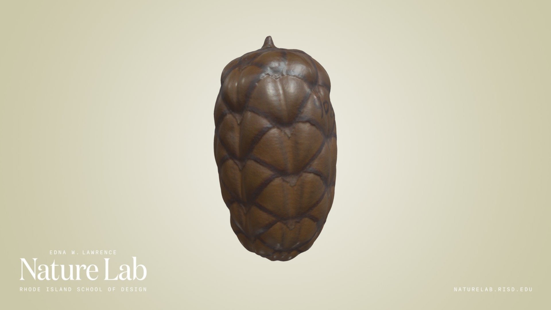 Thika Pod - Download Free 3D model by RISD Nature Lab (@RISDNaturelab ...