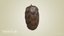 Thika Pod - Download Free 3D model by RISD Nature Lab (@RISDNaturelab ...