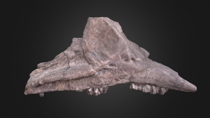 Hadrosaur 3D models - Sketchfab