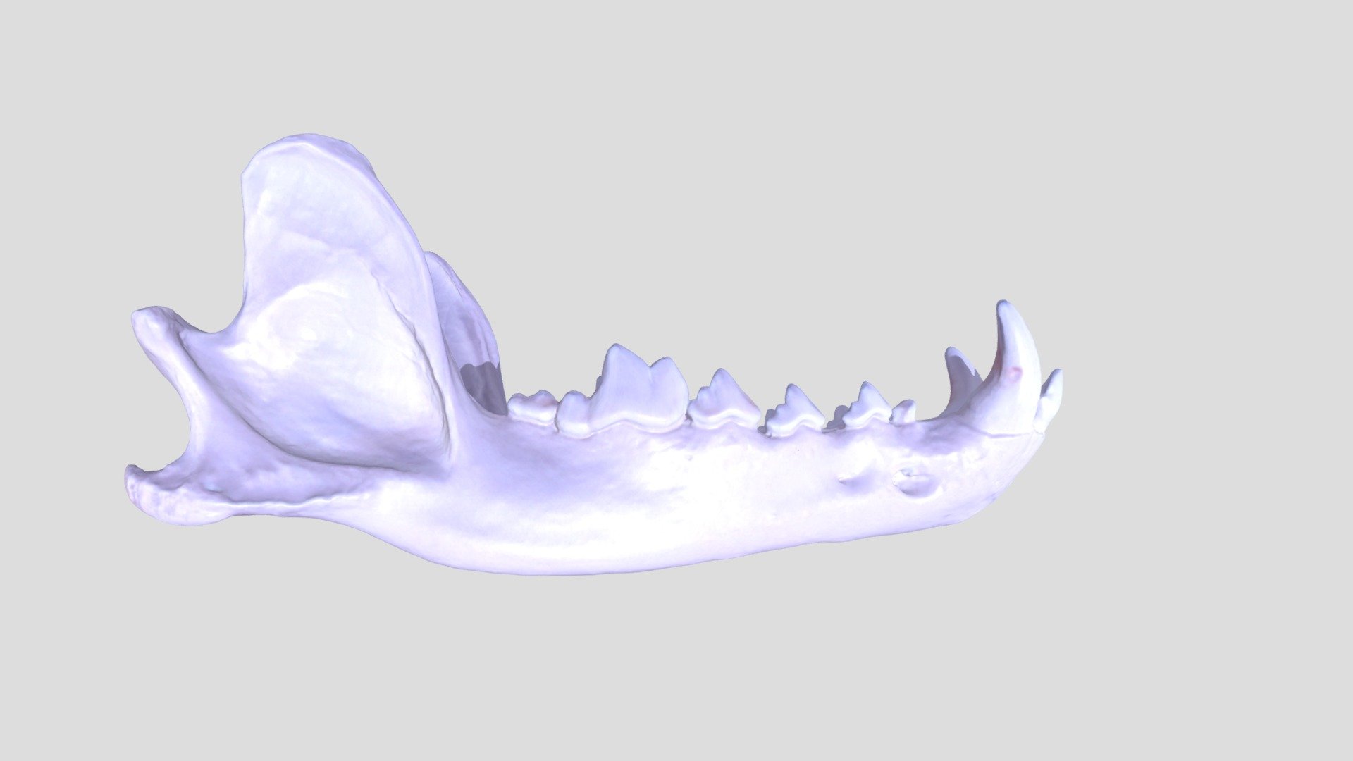 Mandible (wolf) - 3D model by University of Sarajevo - Veterinary ...