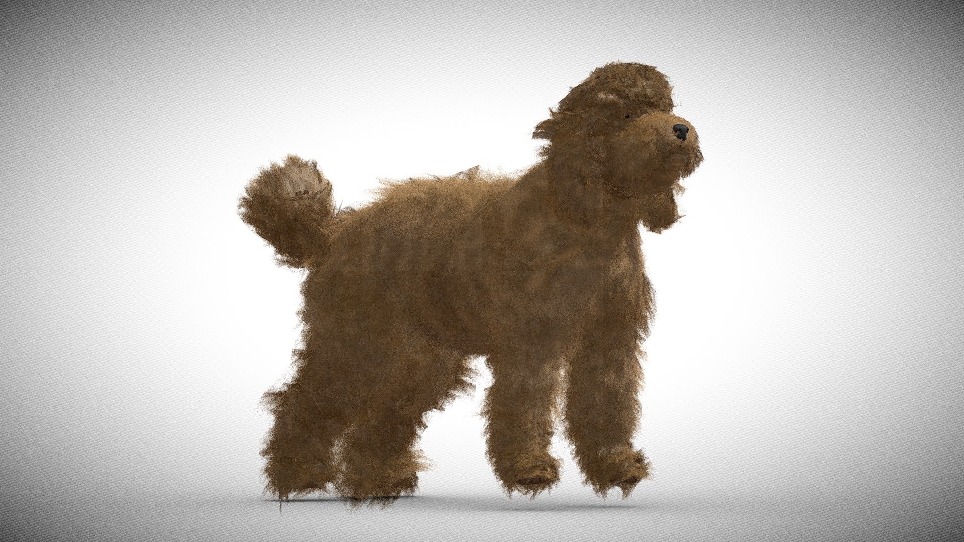 Golden Doodle - 3D model by RENDIMENSION USA [ae53450] - Sketchfab