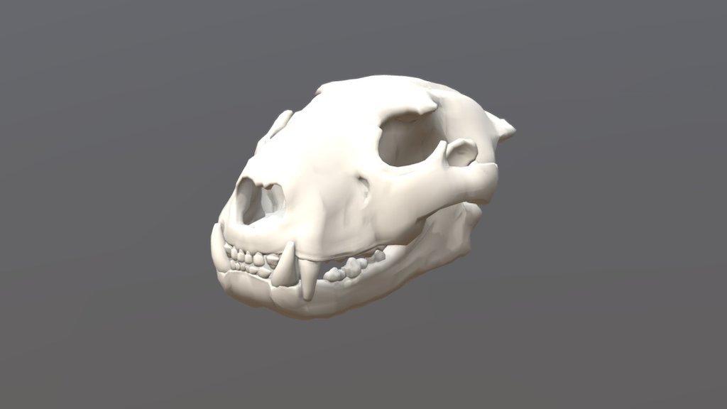 Lion Skull - 3D model by Marinero [ae53ec2] - Sketchfab