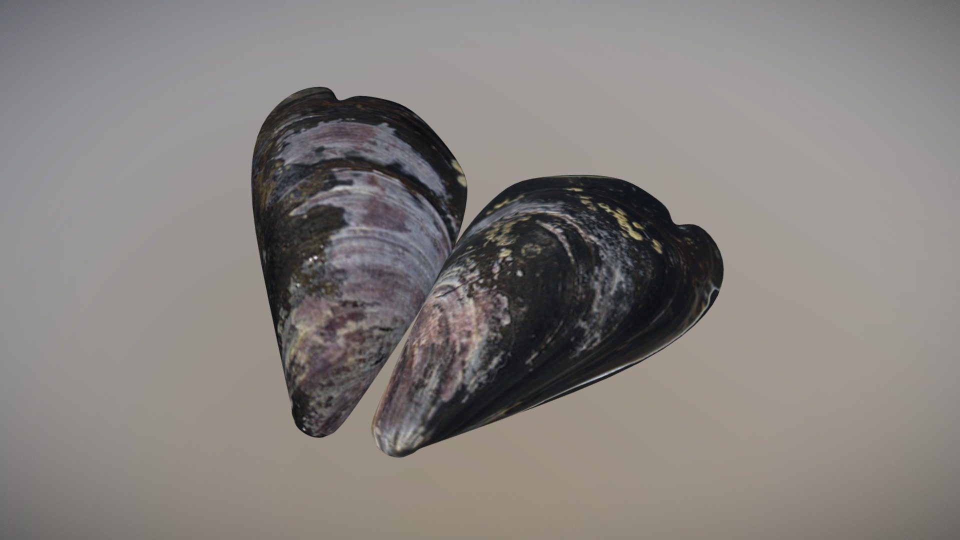 Question 3F Mytilus - 3D model by Systematic Paleontology Missouri S&T ...