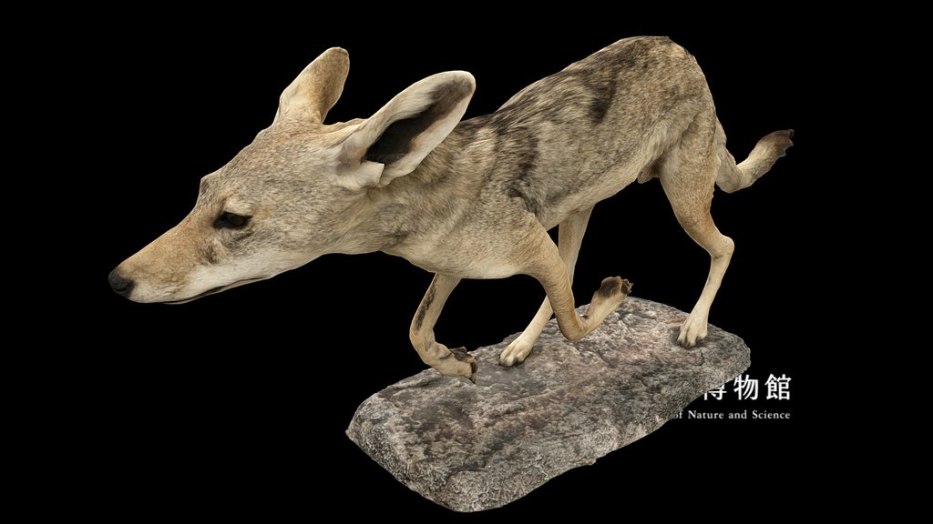 Canids - A 3D model collection by UrbanCoyote (@canis-ferox) - Sketchfab