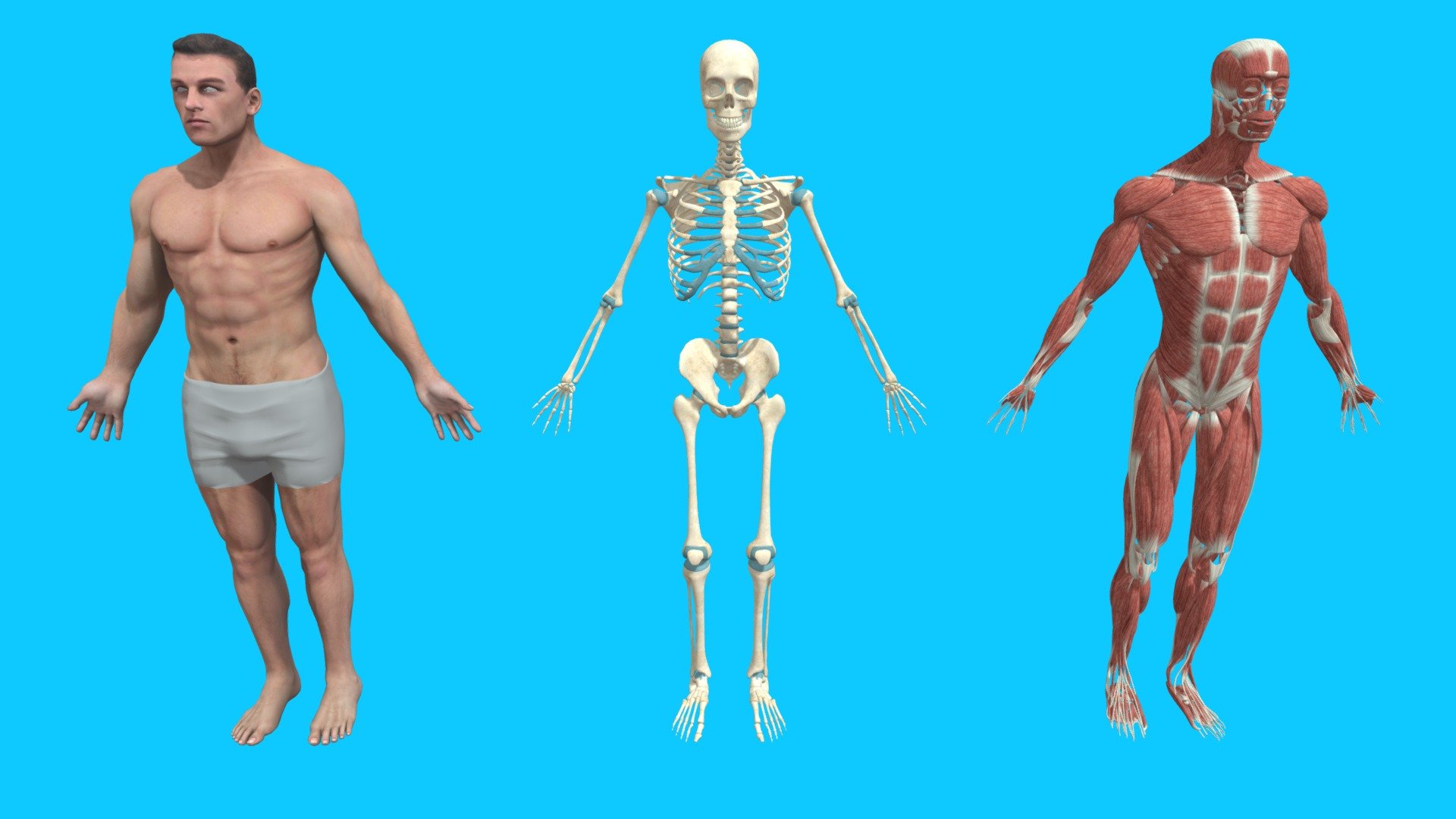 Human Body Male Musculature with Skeleton - Buy Royalty Free 3D model ...