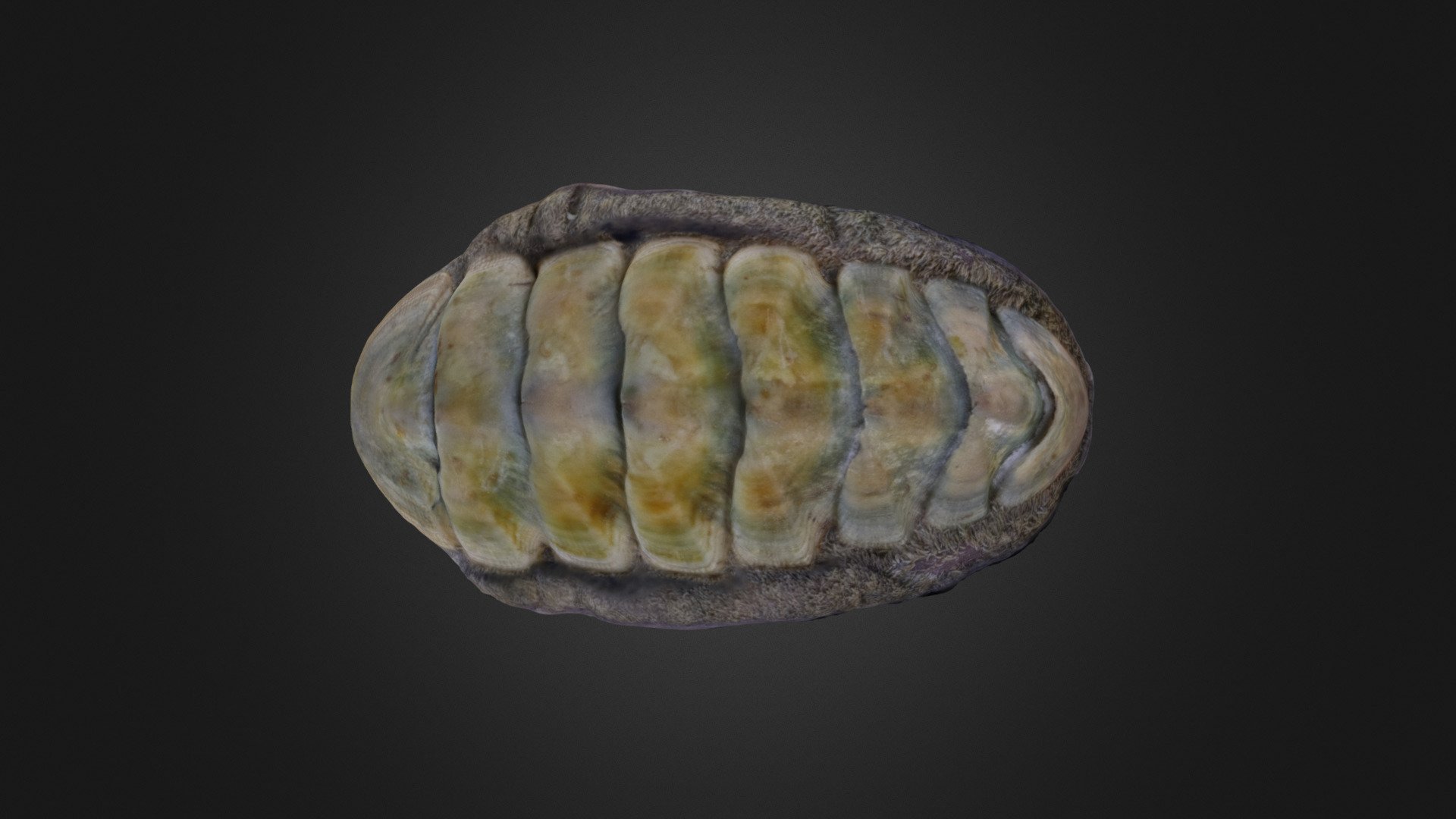 Chiton: Stenoplax conspicua (PRI 76778) - Download Free 3D model by ...