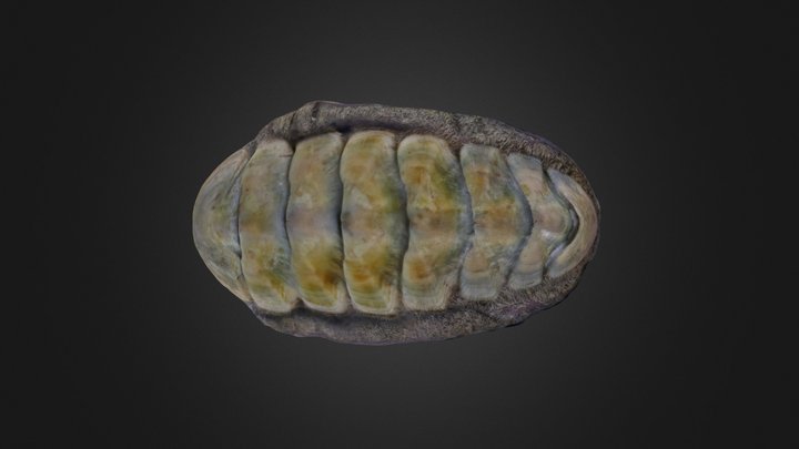 Polyplacophora 3D models - Sketchfab