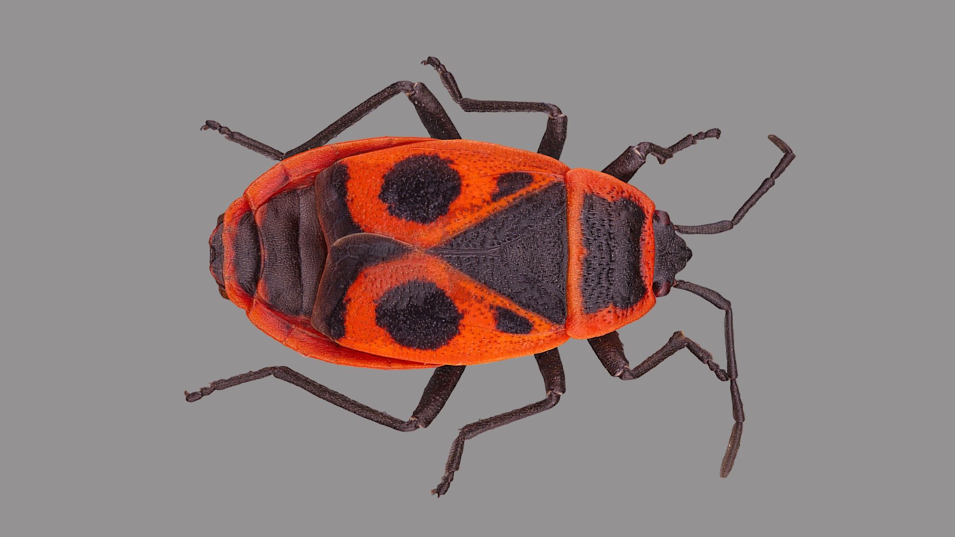 Pyrrhocoris apterus - 3D model by VirNat [ae5da42] - Sketchfab