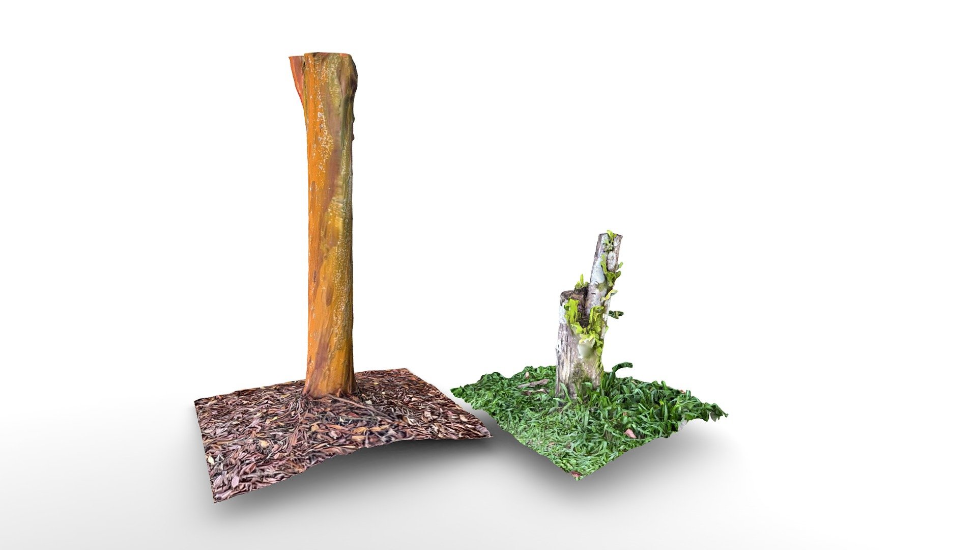 Tree Trunk (Polycam iPad Pro LIDAR) - Download Free 3D model by JFN ...