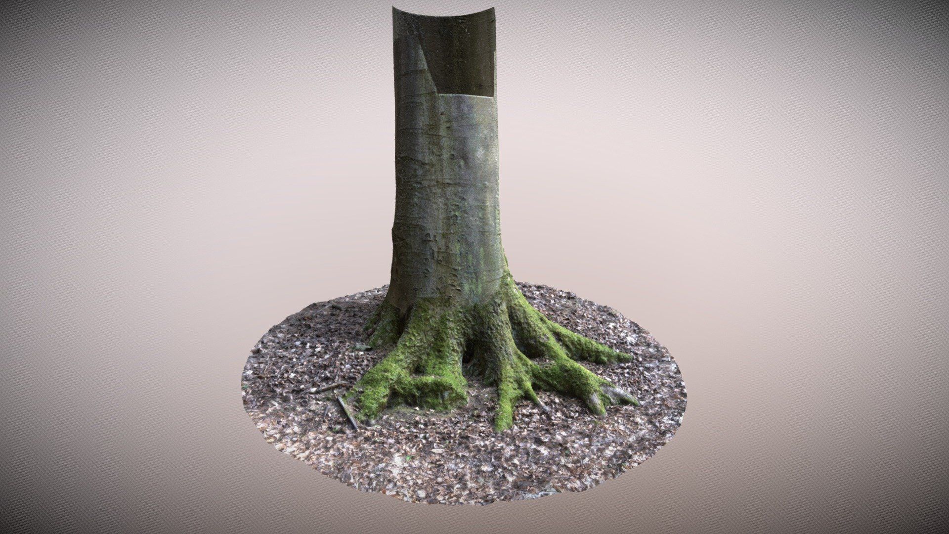 Tree Trunk 01 - Meshroom - 3D model by linkxk64 [ae6c10b] - Sketchfab