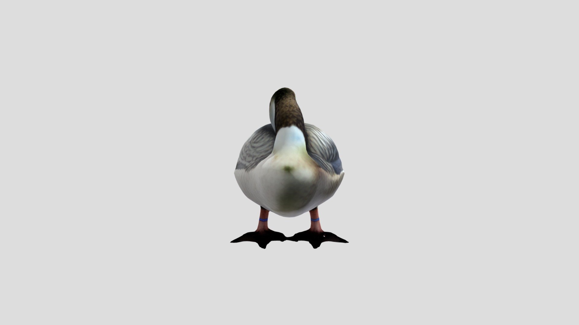 Duck - Download Free 3D model by Angry_Munci [ae70df6] - Sketchfab
