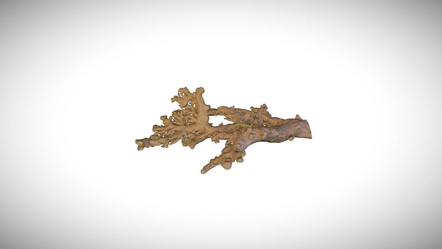 Stylaster / CASIZ 163517 - 3D model by California Academy of Sciences ...