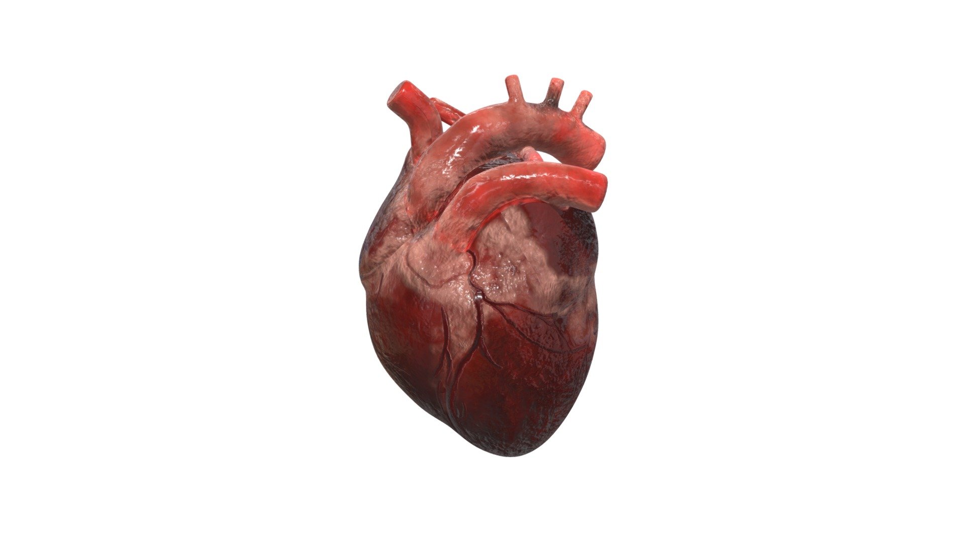 Realistic_human_heart - 3D model by charlesgunashekar [ae7e454] - Sketchfab