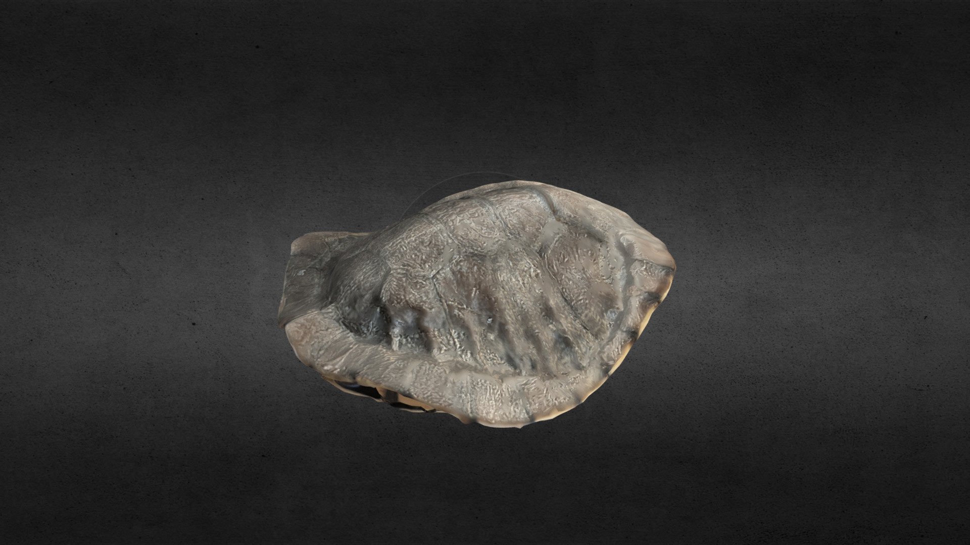 Tortoise Shell - 3D model by brodo78 [ae80c59] - Sketchfab
