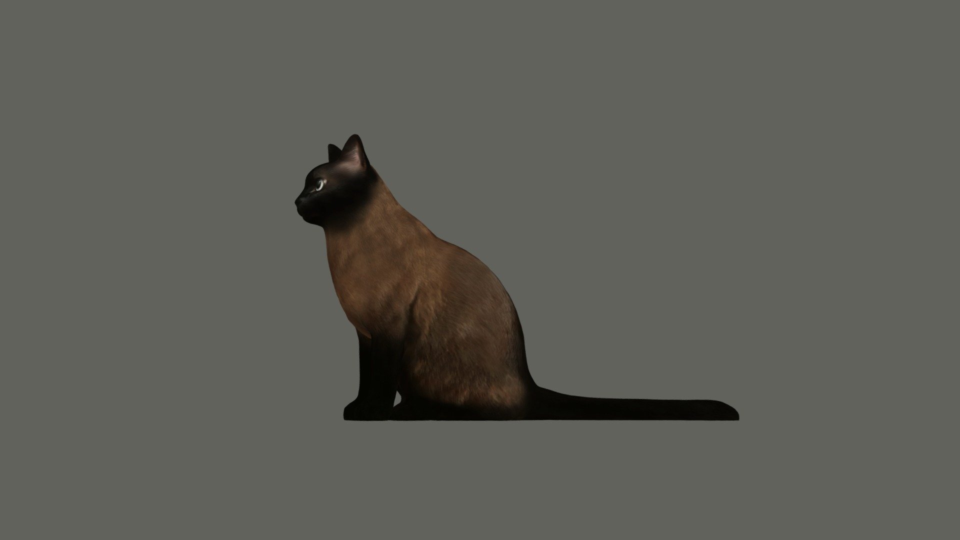 Cat - 3D model by monostudio [ae80fde] - Sketchfab