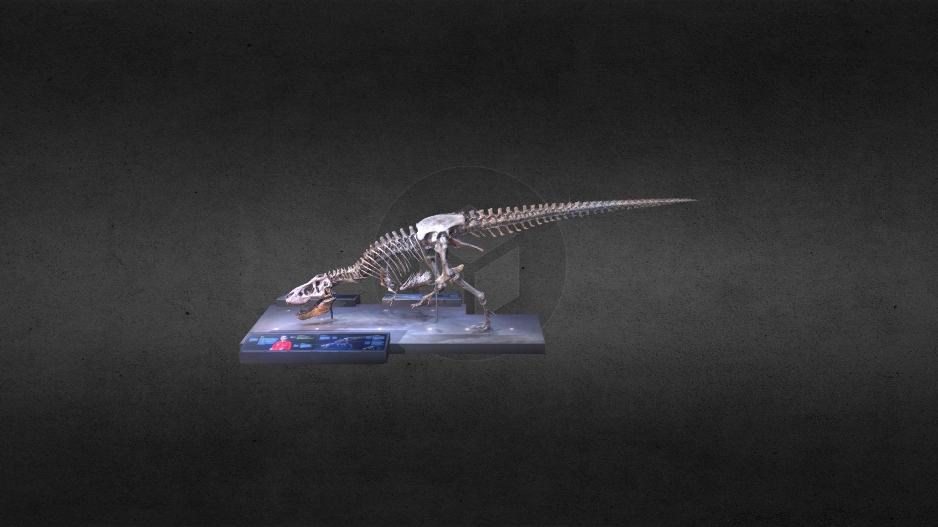 T. rex Trix (with textures) in the old Naturalis - 3D model by ...