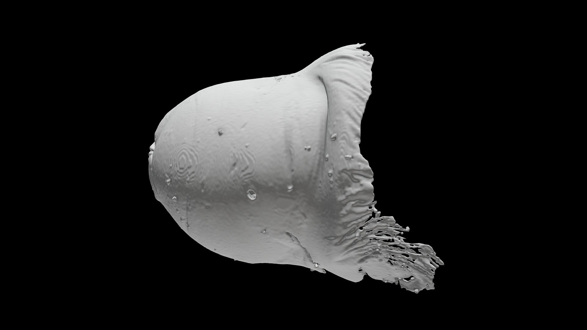 Halictophagus sp., male cephalotheca - 3D model by Entomology Group Uni ...
