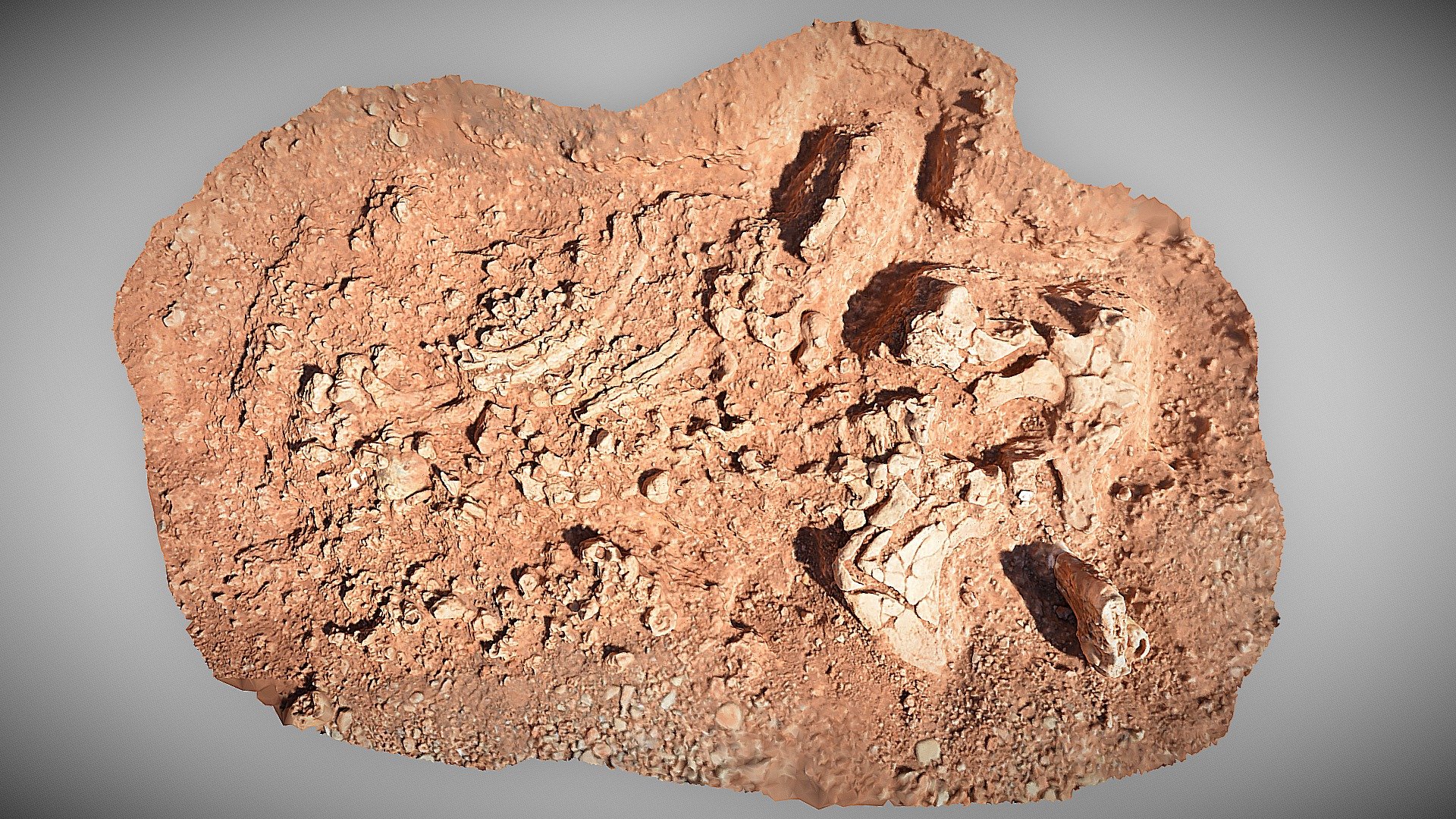 Model 2- Diprotodon Splat DB70 - 3D model by UQ School of Earth and ...