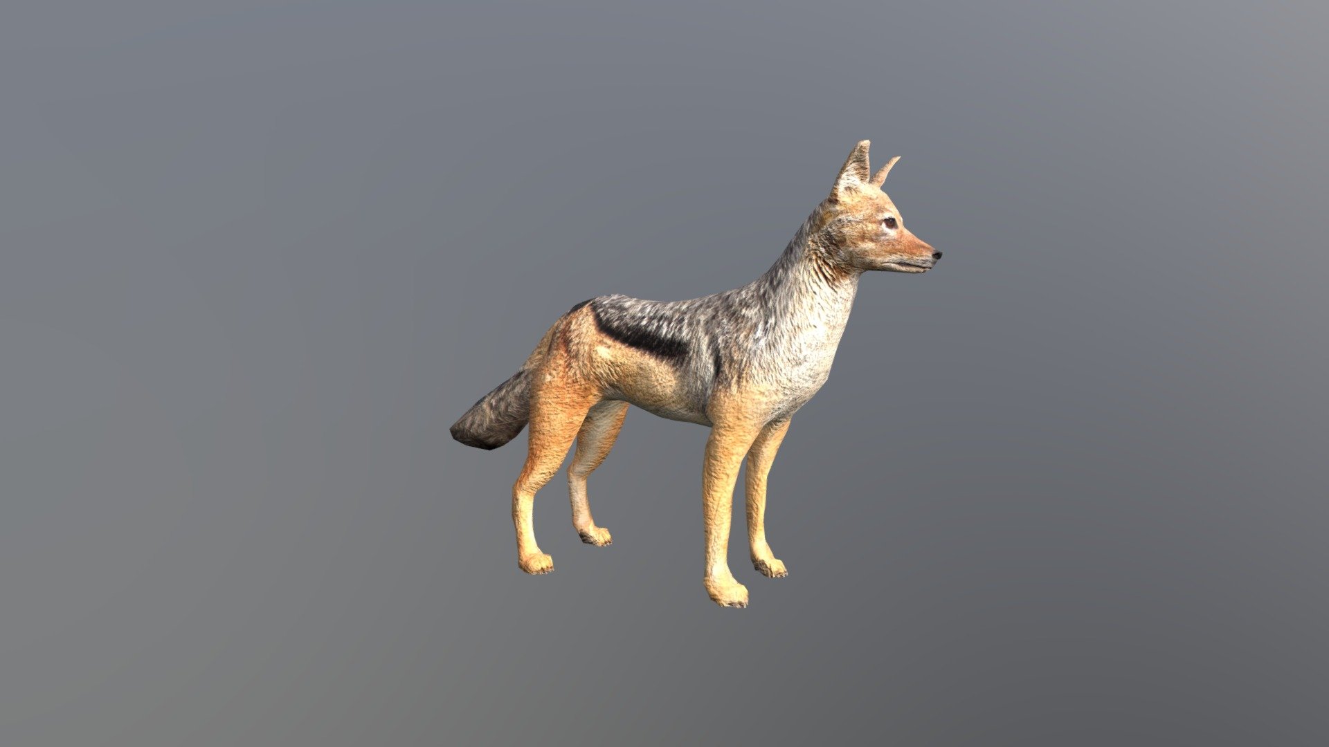 Jackal - Buy Royalty Free 3D model by 3dlowpoly [ae90ab5] - Sketchfab Store