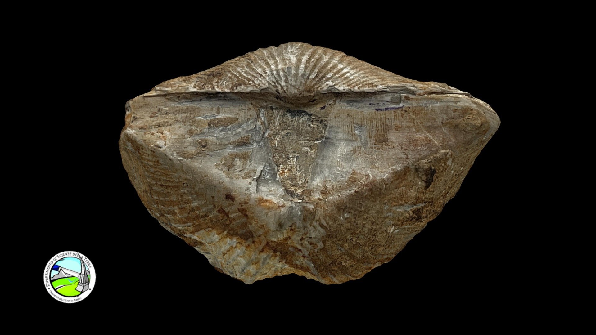 Spiriferina - 3D model by Dipartimento di Scienze della Terra - UniTo ...