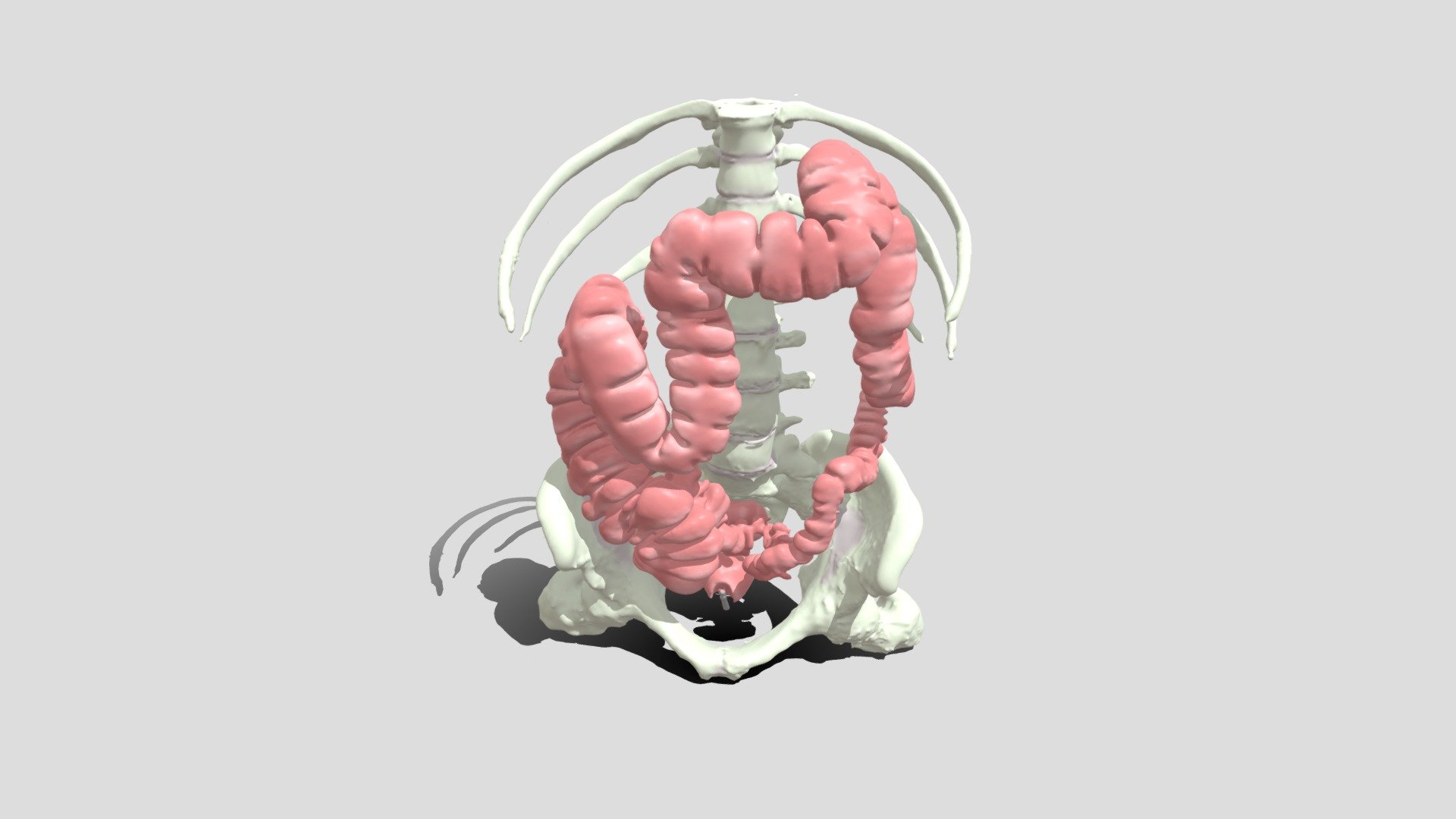 Colon CTMD - Download Free 3D model by juan.pablo.merino.tc [ae98cc4 ...