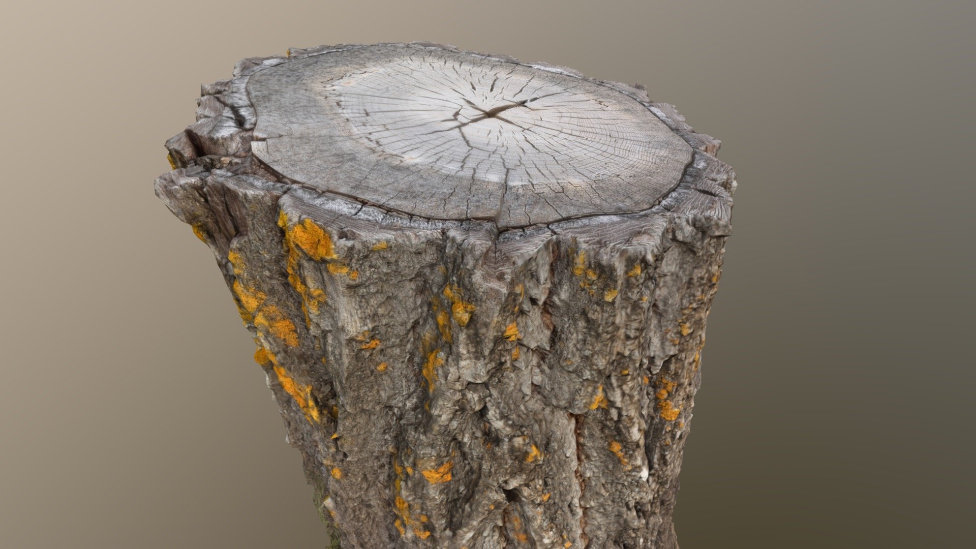 Stump / Tocon - 3D model by Ximo Vilaplana (@ximovilaplana) [aea211c ...