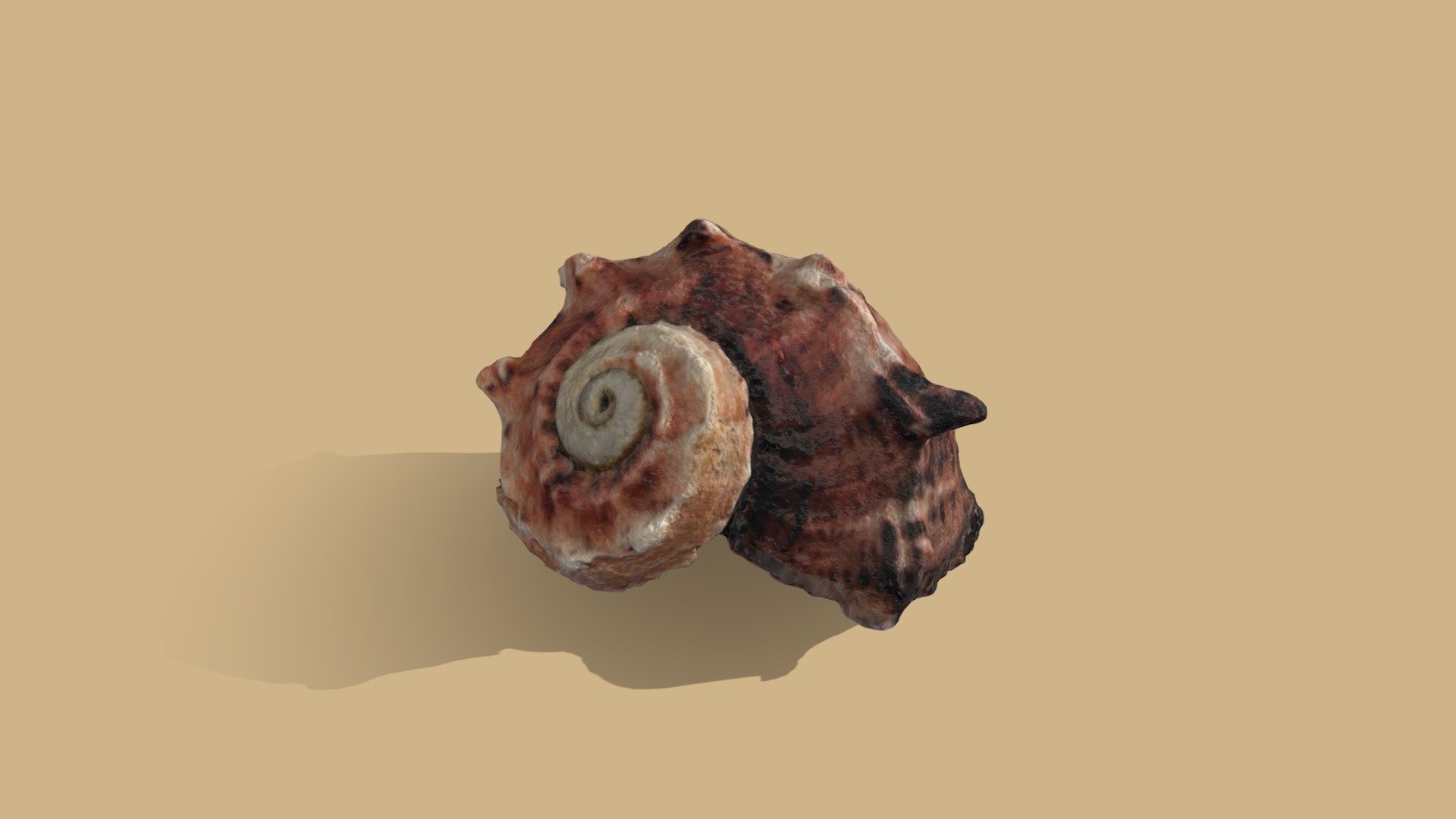 Seashell - 3D model by Omphalion [aea8800] - Sketchfab