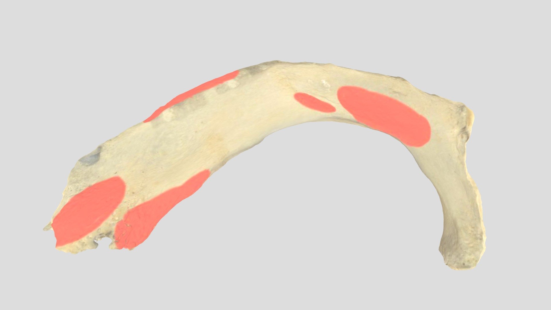 Rib 1_M - A4 - 3D model by Universiteit Antwerpen (@marjanmaldoy ...