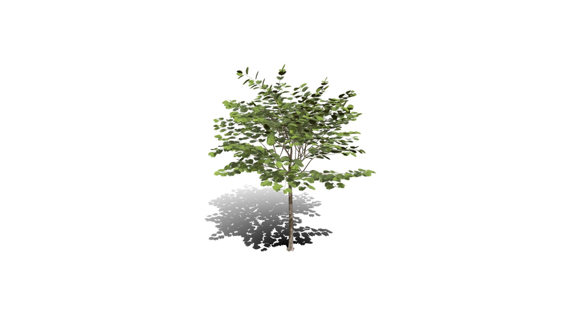 Realistic HD Hong Kong orchid tree (26/40) - Download Free 3D model by ...
