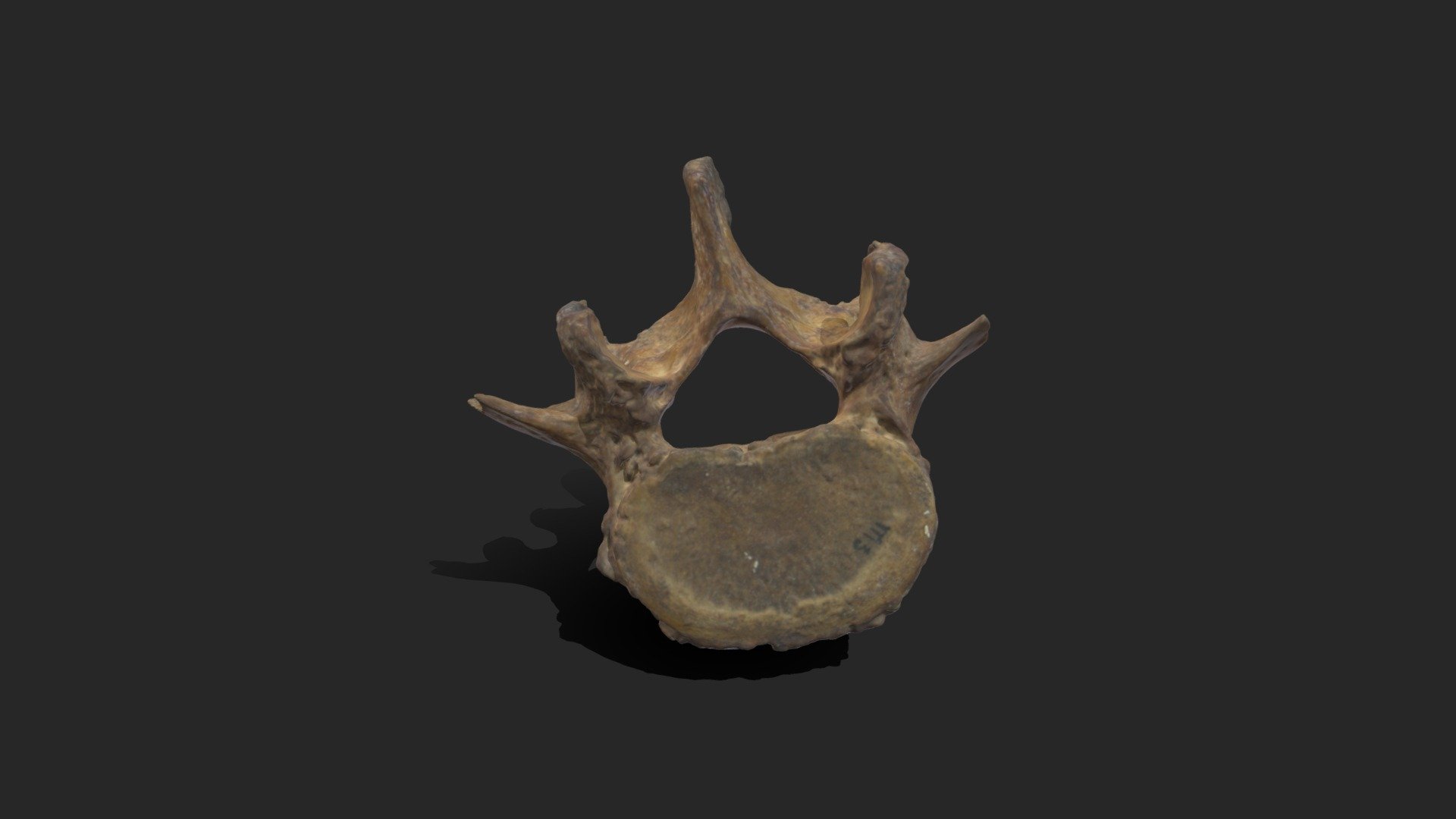 Lumbar Vertebra - 3D model by MSP-Paleo [aeaeb39] - Sketchfab