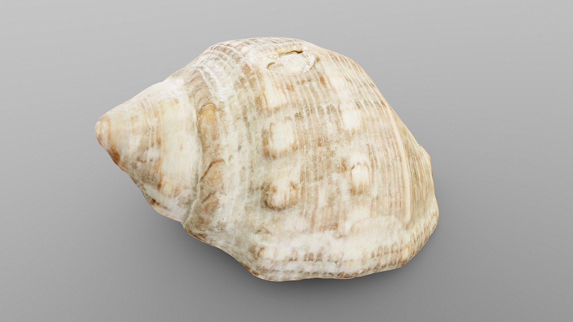 Tulip Sea Shell - Buy Royalty Free 3D model by Drakery [aeb1812 ...