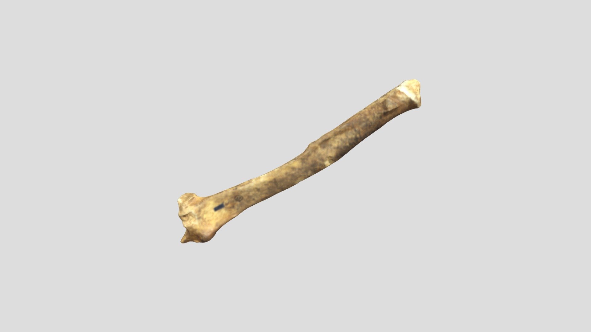 V2654 Short-Faced Bear Radius (VCU_3D_5114) - Download Free 3D model by ...