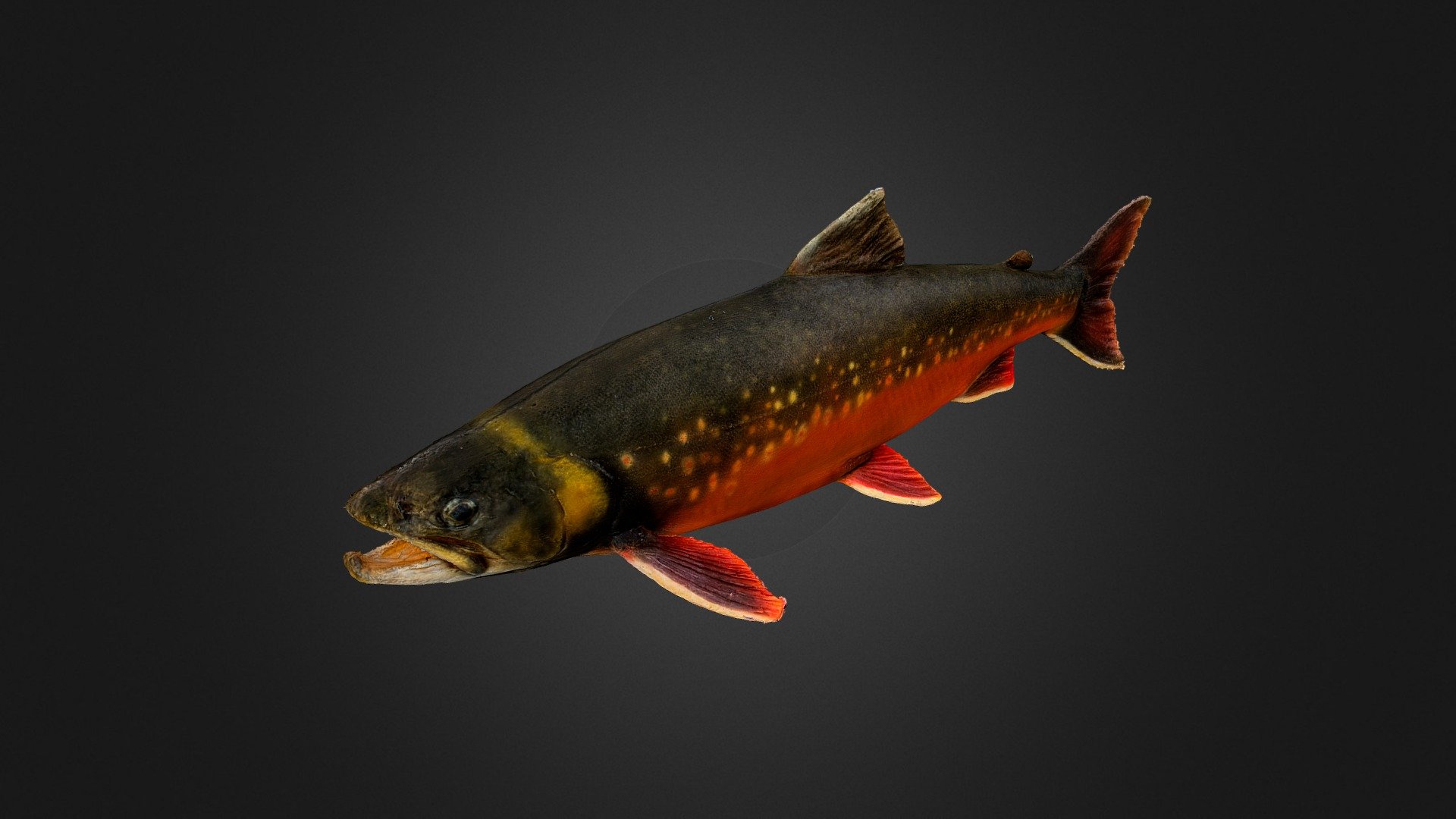 Fisch - Download Free 3D model by Museum der Universität Tübingen MUT ...