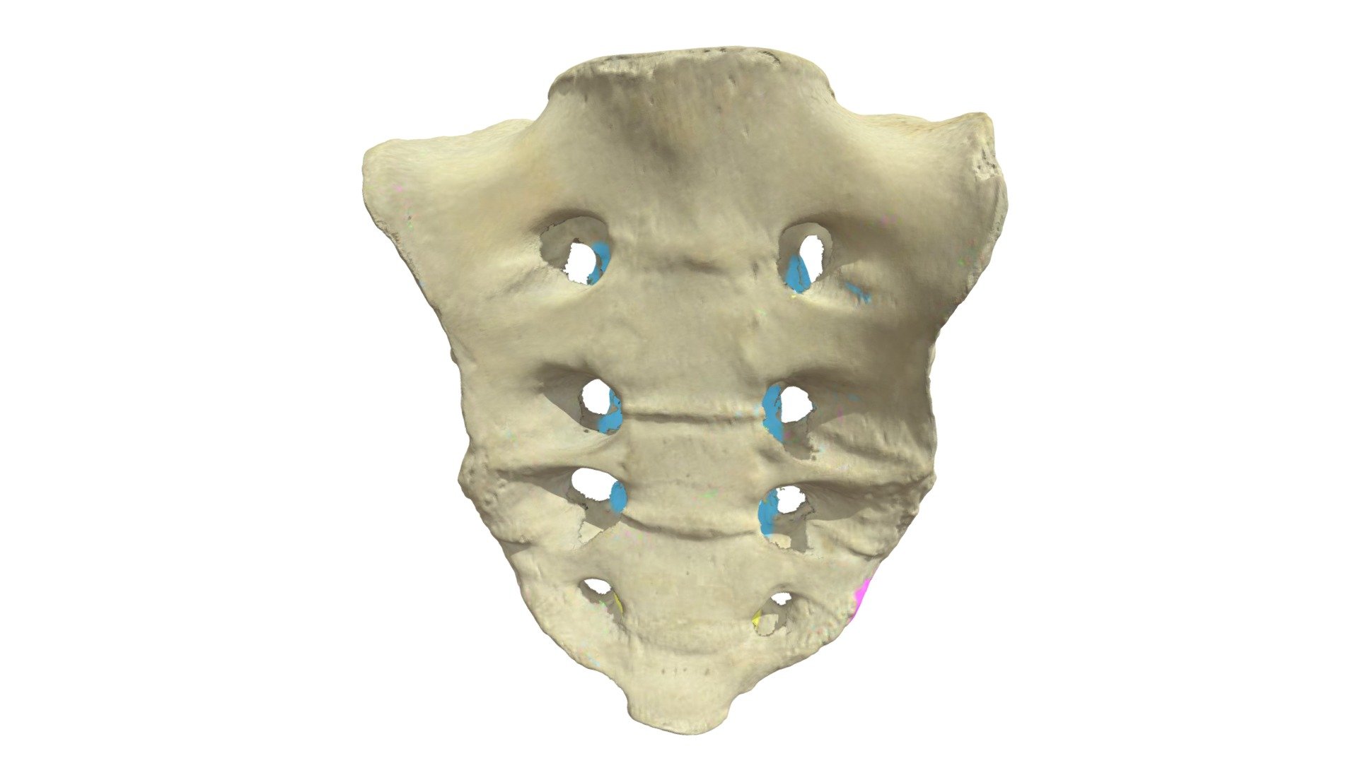 Os Sacrum_1 - Painted - 3D model by Universiteit Antwerpen ...