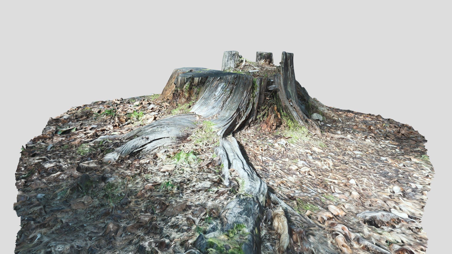 Treestump - Download Free 3D model by Bau-3d [aeb62e5] - Sketchfab