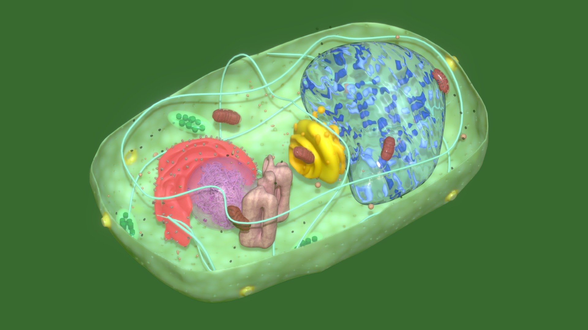 Biology cell - 3D model by XReady Lab (@xreadylab) [aeba673] - Sketchfab